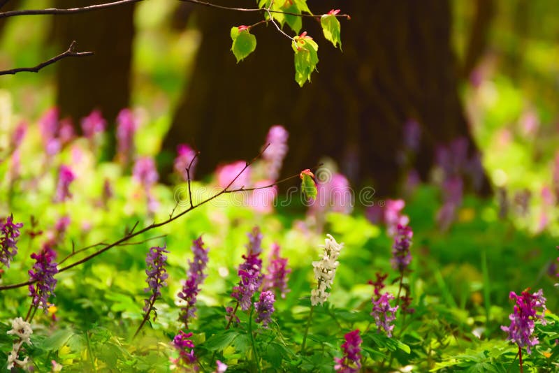 Spring Meadow in the Forest with Flowers Stock Image - Image of time ...