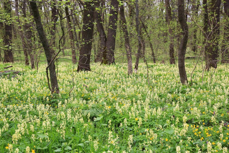 Spring meadow in forest stock image. Image of park, flowers - 91183055