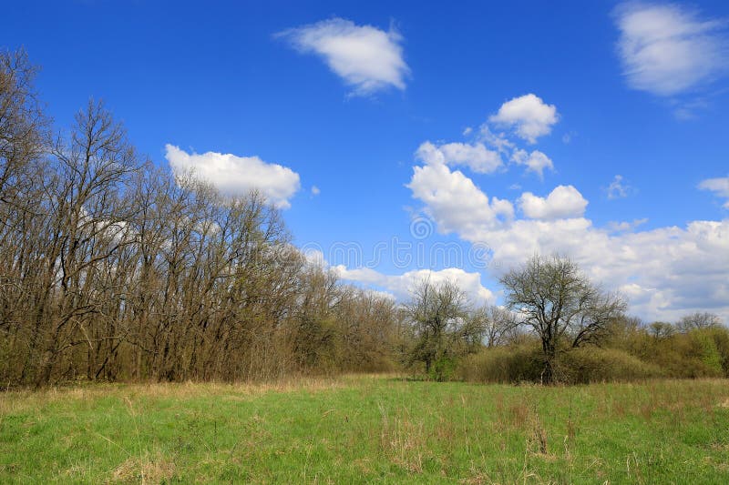 Spring meadow in forest stock photo. Image of trunk - 316538798