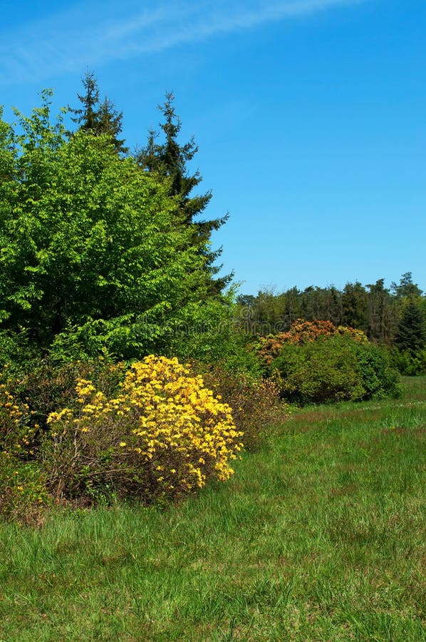 Spring Meadow and Forest Landscape Stock Photo - Image of rhododendron ...