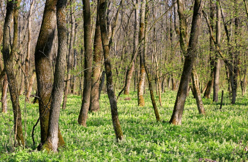 Spring meadow in forest stock image. Image of park, panorama - 116344855