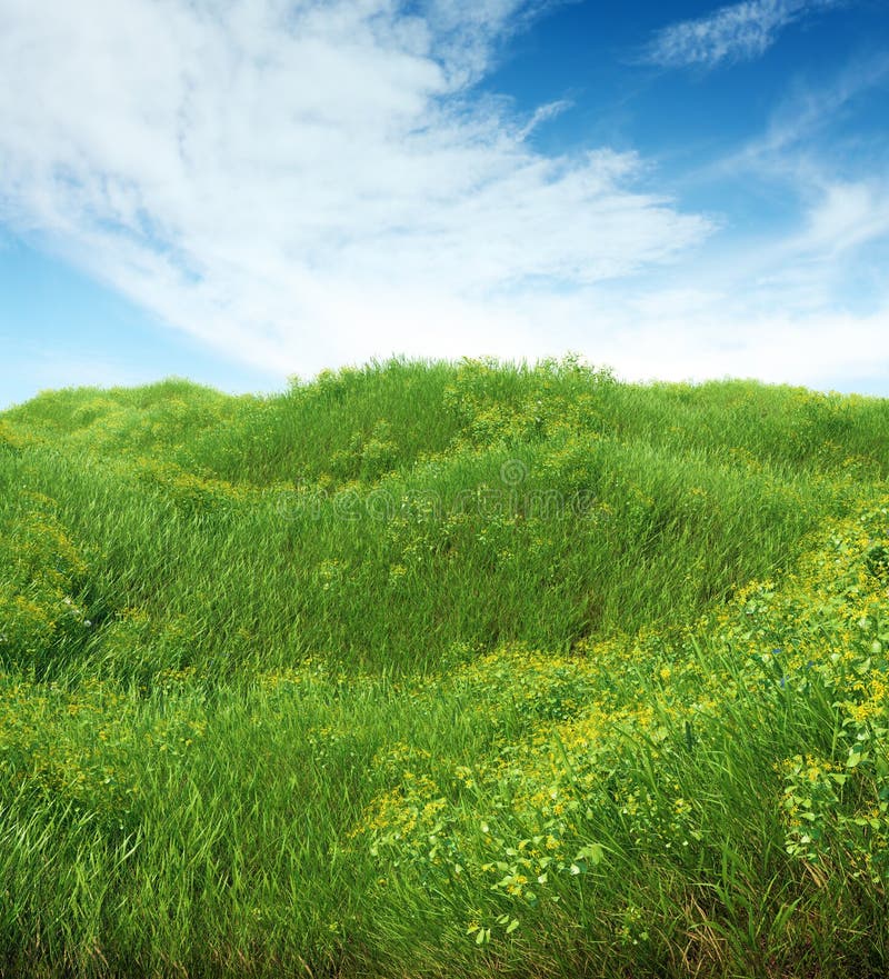 Spring Meadow Full of Grass and Flowers Stock Image - Image of colorful ...