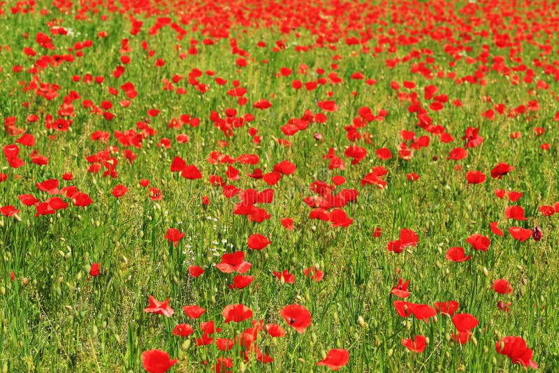 Spring Meadow Full of Red Weed Stock Image - Image of ecosystem, crop ...