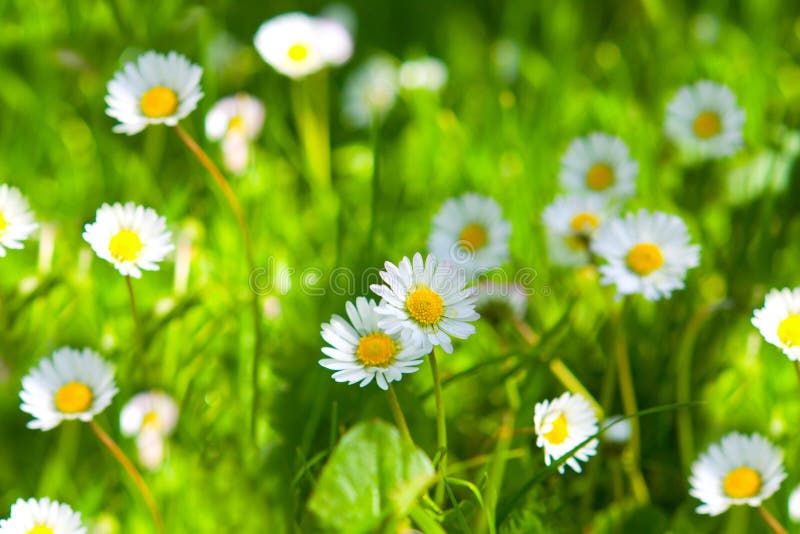 Spring Meadow with Golden Daisies. Stock Image - Image of focus, beauty ...