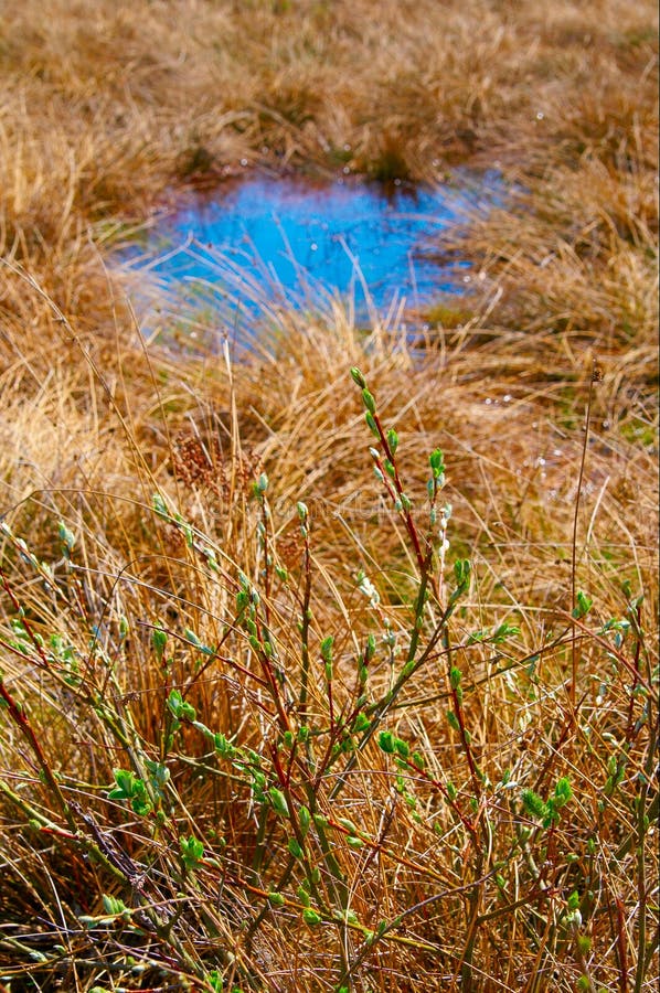 Spring Meadow with Green Bush and Blue Puddle. Stock Image - Image of ...