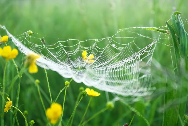 Spring Meadow with Green Grass and White Spider Web, Blur Background ...