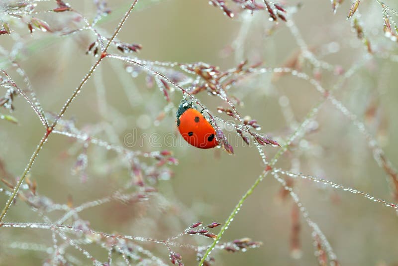 Spring Ladybug stock image. Image of wetness, ladybug, green - 686665