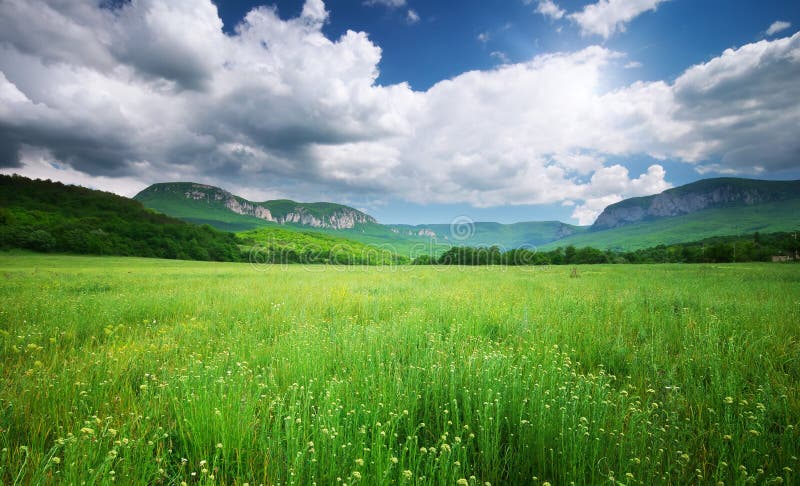 Spring meadow stock image. Image of idyllic, natural - 55499695