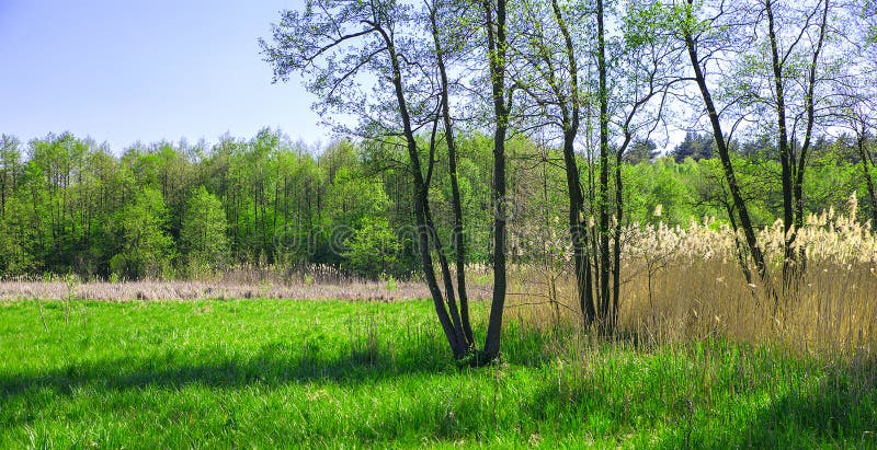 Spring meadow landscape stock image. Image of green, outdoors - 75298667