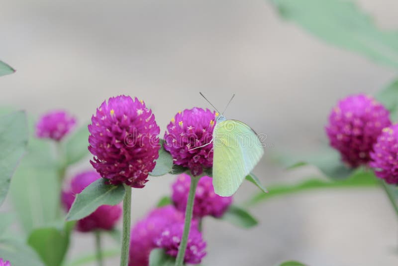 Spring Meadow Landscape. Pink Spring Flowers Stock Photo - Image of ...
