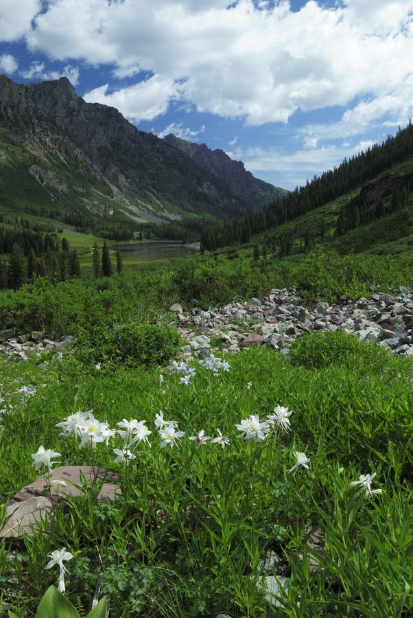 Spring Meadow in San Juan Mountains in Colorado Stock Image - Image of ...