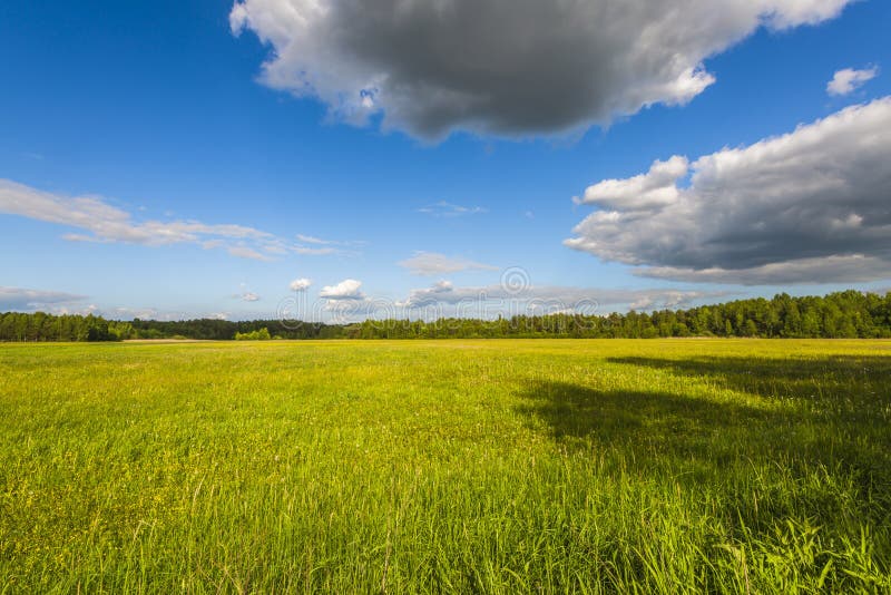 Spring meadow stock photo. Image of meadow, cloudscape - 55035086