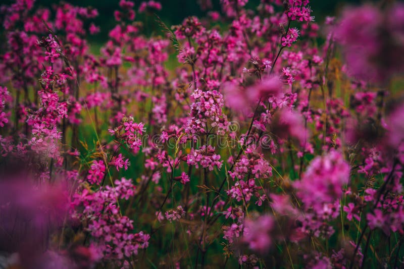 Spring Meadow with Pink Flowers Stock Image - Image of fresh, high ...