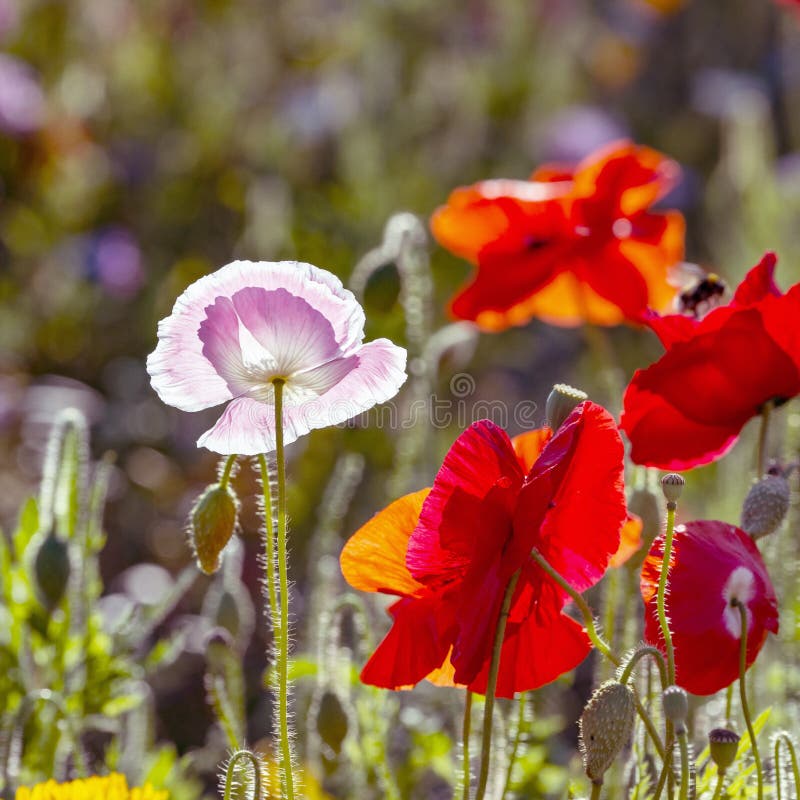 Spring meadow with poppies stock photo. Image of glowing - 138093716