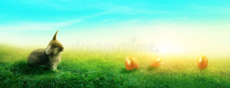 Spring Meadow with a Rabbit Stock Photo - Image of hare, field: 134189398