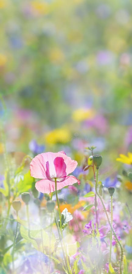 Spring Meadow with Red Poppies Stock Photo - Image of meadow, spring ...