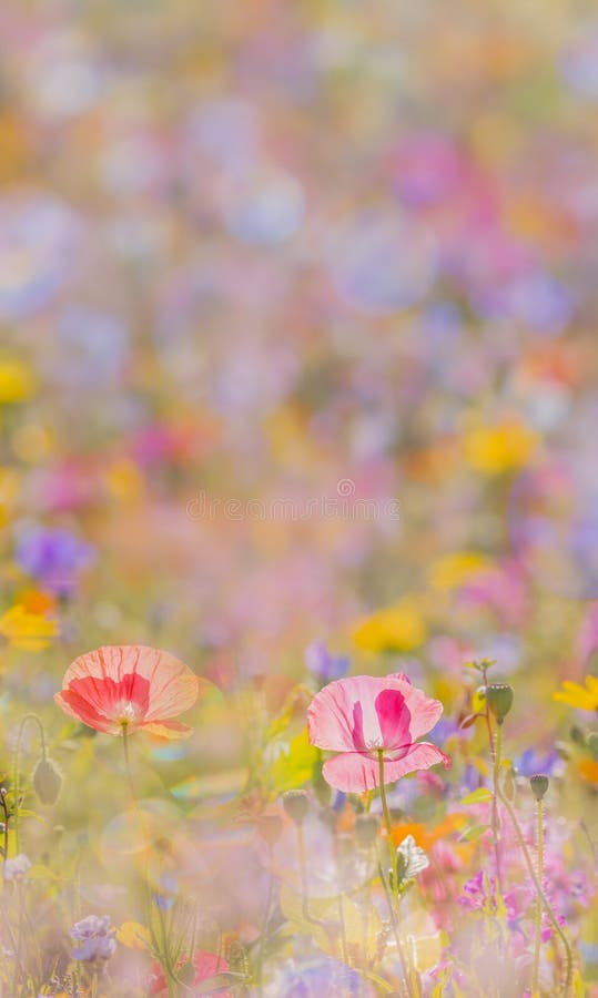 Spring Meadow with Red Poppies Stock Photo - Image of summer, blossom ...