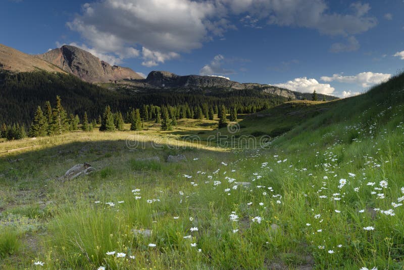 Spring Meadow in San Juan Mountains in Colorado Stock Image - Image of ...