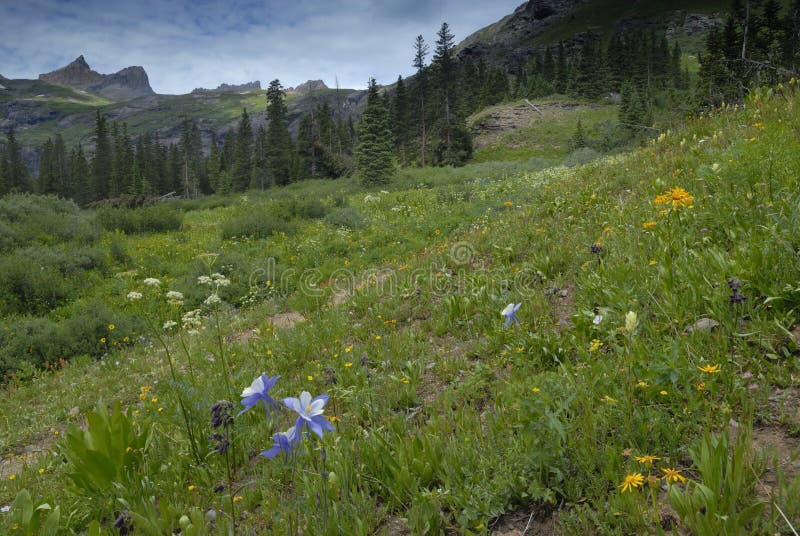 Spring Meadow in San Juan Mountains in Colorado Stock Photo - Image of ...