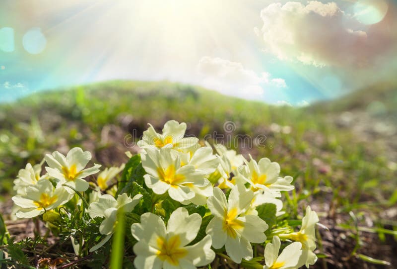 Spring meadow stock image. Image of floral, beauty, field - 207137265