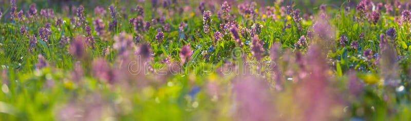 Spring meadow stock photo. Image of field, backdrop - 217175592