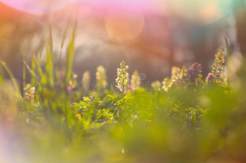 Spring meadow stock image. Image of beautiful, flora - 217175595