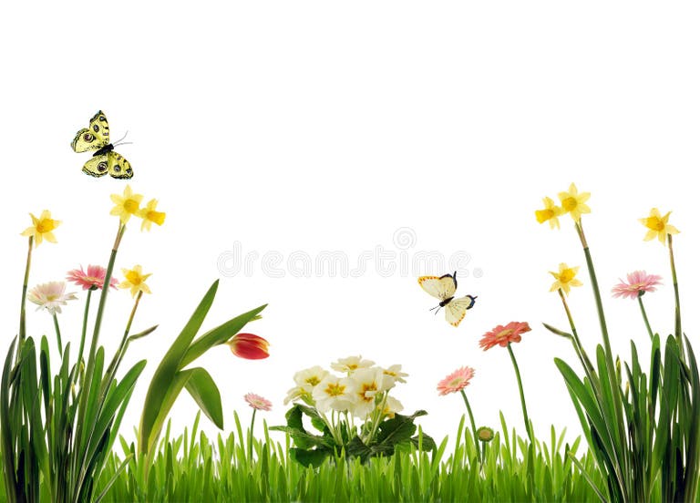 Spring meadow scenery stock image. Image of gerber, gardens - 4681211