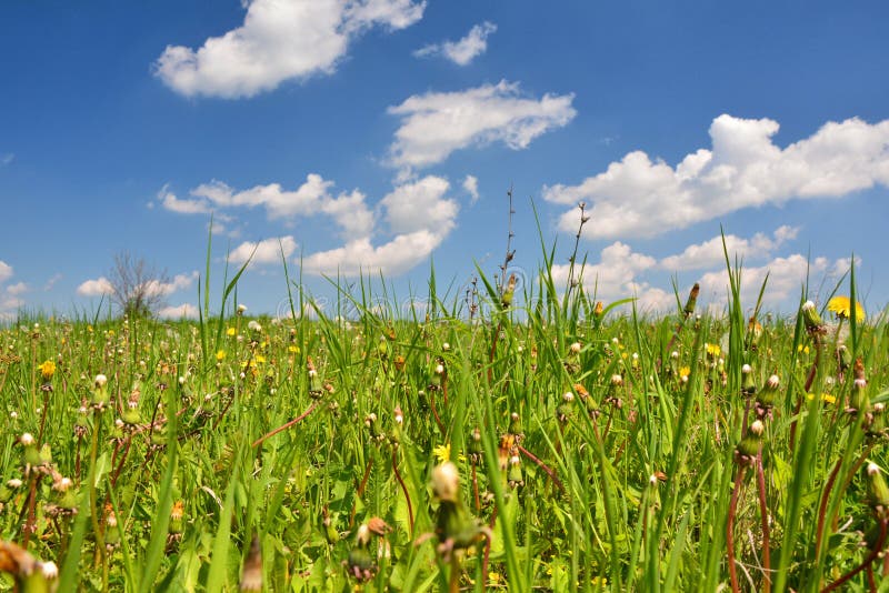 Spring meadow and sky stock image. Image of poland, malopolska - 97688587