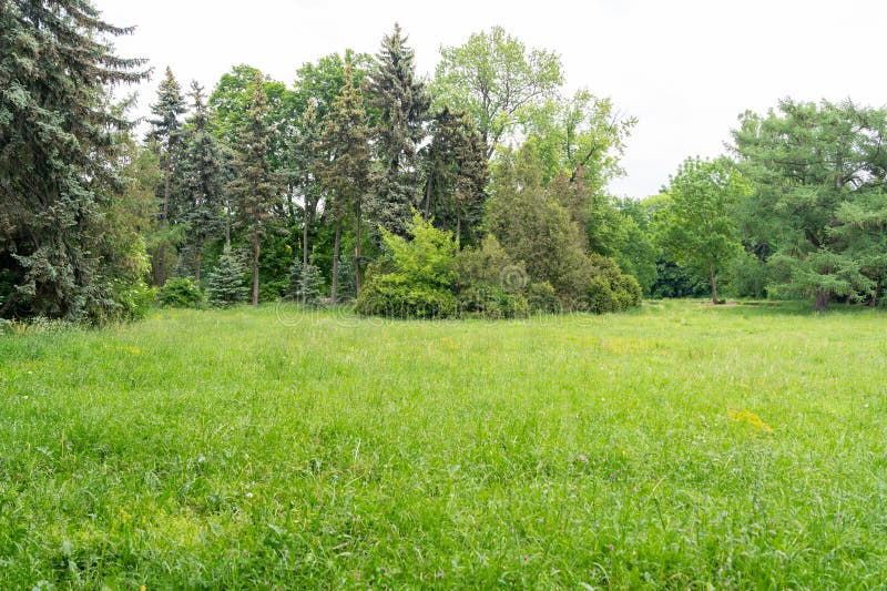 Spring Meadow Texture Background, Green Spring Landscape with Copy ...