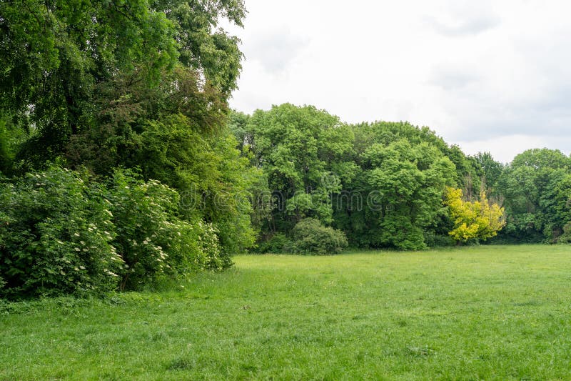 Spring Meadow Texture Background, Green Spring Landscape with Copy ...