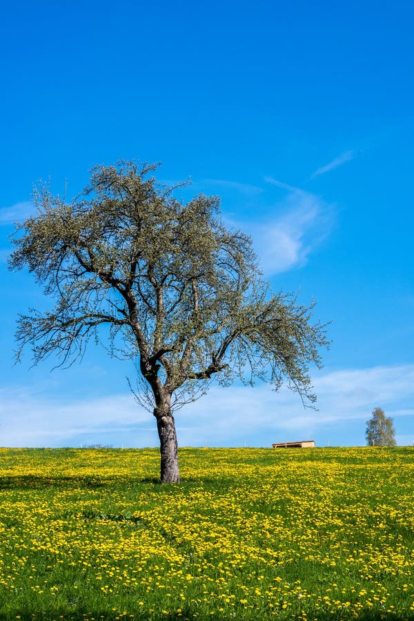 Spring Meadow with Tree Image Stock Image - Image of tree, panorama ...