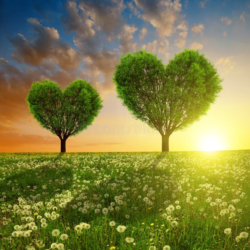 Spring Meadow with Trees in the Shape of Heart at Sunset. Stock Image ...