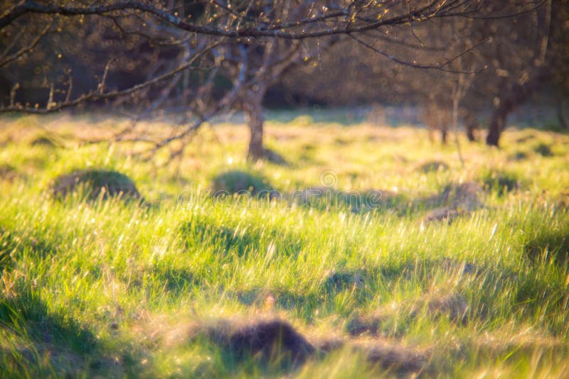 Spring Meadow and Trees in Wild Field Stock Image - Image of soft ...