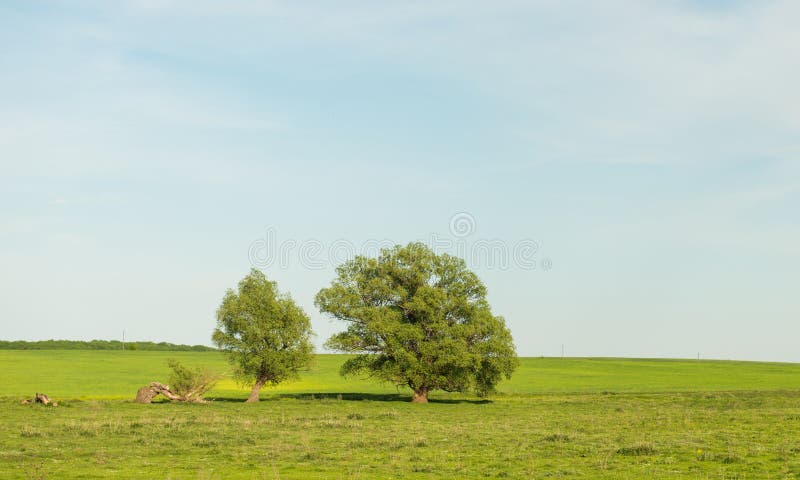 Spring meadow view stock photo. Image of outdoor, flora - 30962020