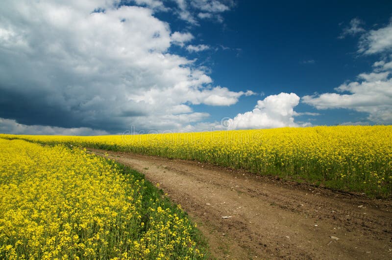 Spring meadow stock image. Image of seasons, landscape - 40841987
