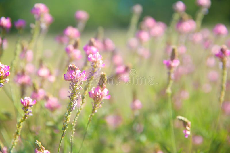 Spring Meadow with Wild Pink Flowers Stock Image - Image of growth ...