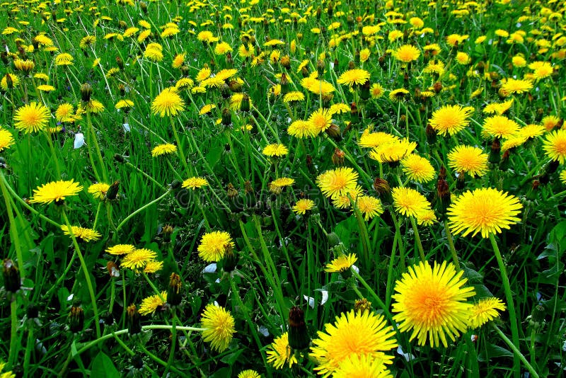 Spring Meadow with Yellow Flowers - Dandelion. Located within the Grass ...
