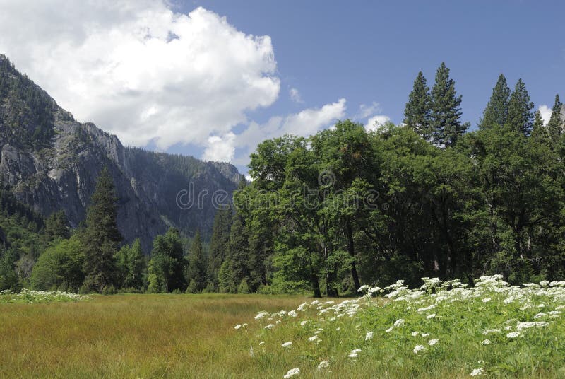 Spring Meadow in San Juan Mountains in Colorado Stock Image - Image of ...