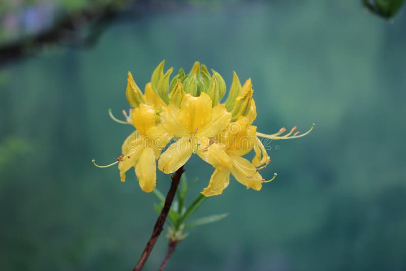 Spring melody stock photo. Image of beautiful, flowers - 136425416