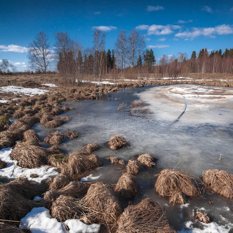 Spring Melt the Ice on the Lake Stock Photo - Image of cold, flowers ...