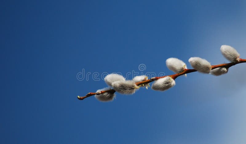 Spring messenger stock photo. Image of affection, sprig - 113365956