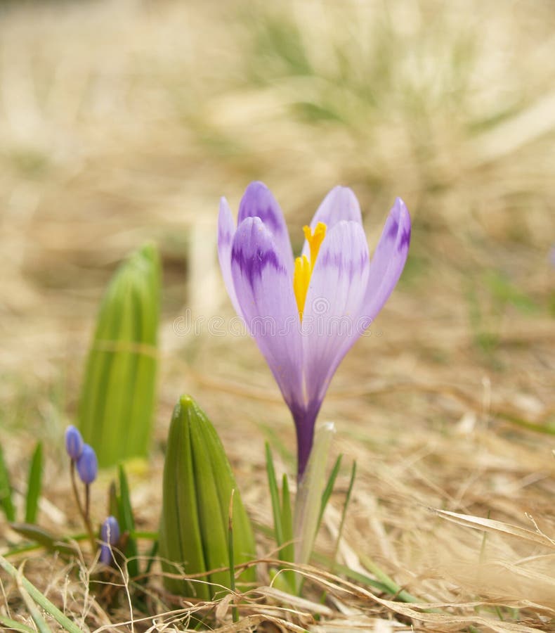 Sad mood crocuses stock photo. Image of garden, fresh - 53281294