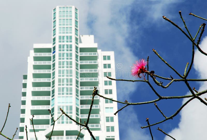 Spring in Miami stock photo. Image of travel, america - 10961772