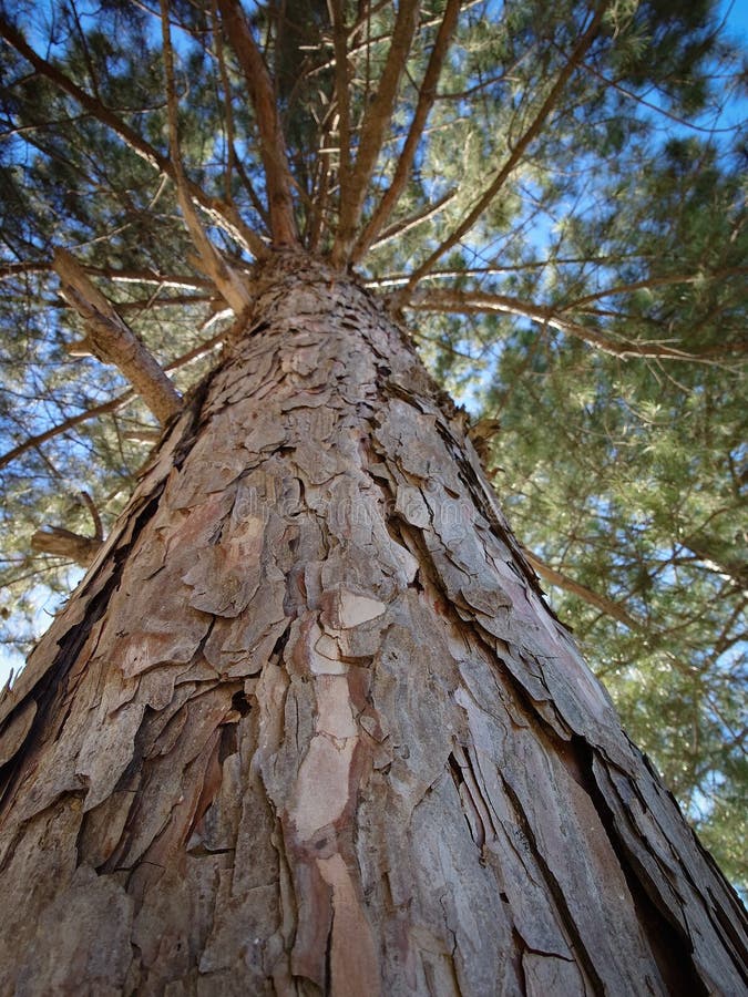 Spring Mighty Spruce Sky Beautiful Stock Image - Image of spring ...