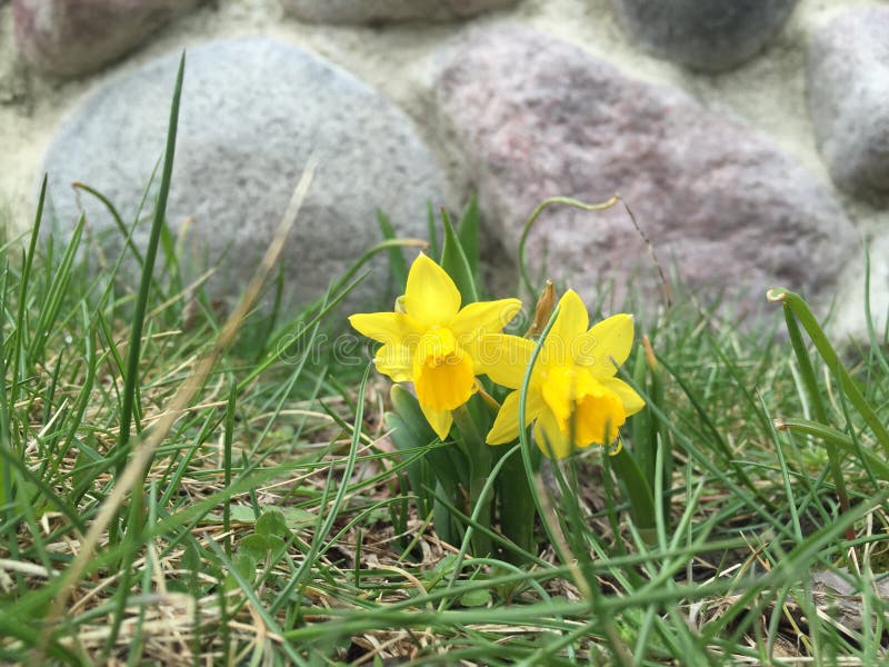 Spring Miniature Yellow Daffodils Stock Photo - Image of miniature ...
