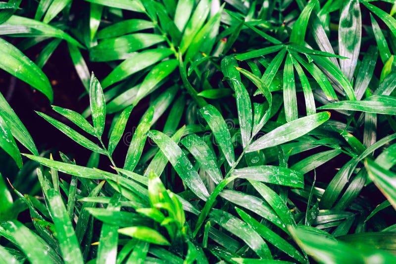 Spring Minimal Concept with Green Leaves. Nature Flat Lay Concept Stock ...