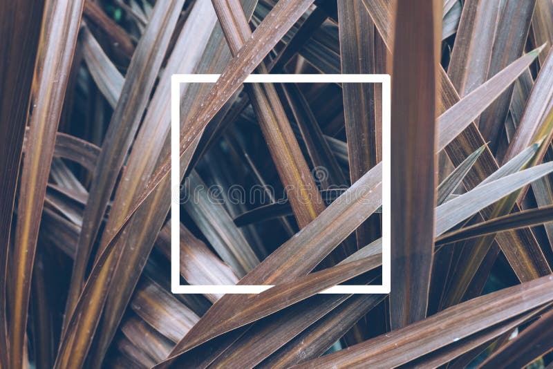 Spring Minimal Concept with Leaves and a White Frame. Nature Flat Lay ...