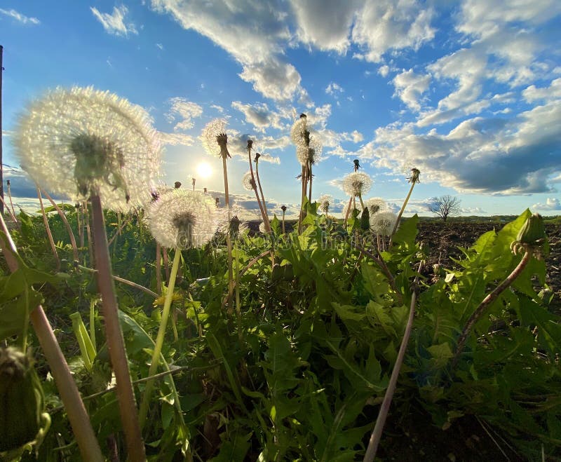 Spring in Missouri stock image. Image of river, missouri - 184942459