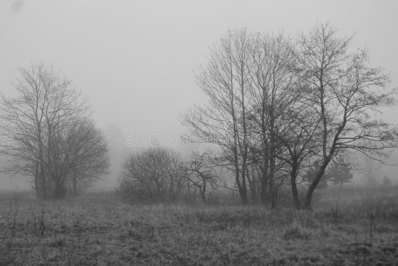 Spring mist stock photo. Image of forest, grow, grass - 88101748