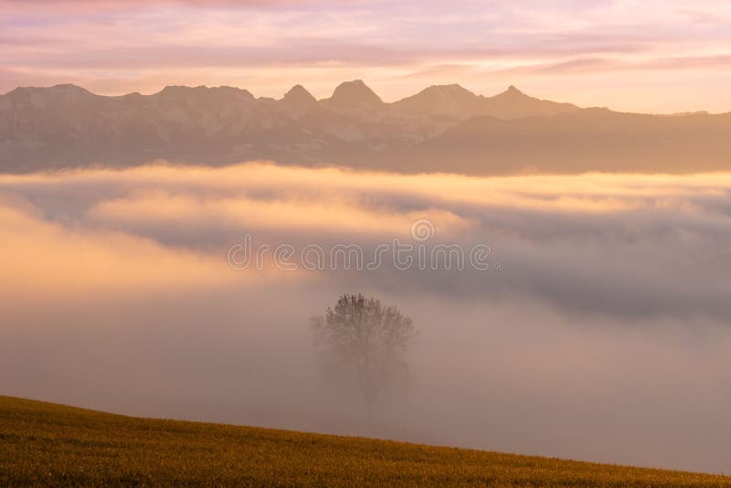 Spring Mist, Trees are Wet, Damp Fog of Forest Stock Image - Image of ...